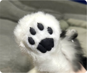 metadog 2024 - Elephant Robotics